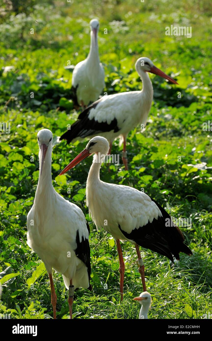 France Haut Rhin Hunawihr centre for reintroduction of storks in Alsace ...