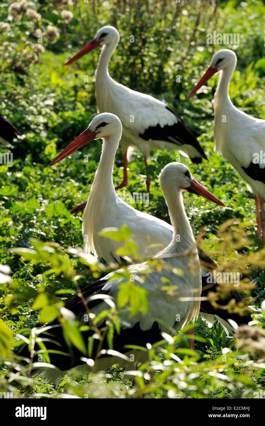France Haut Rhin Hunawihr centre for reintroduction of storks in Alsace ...