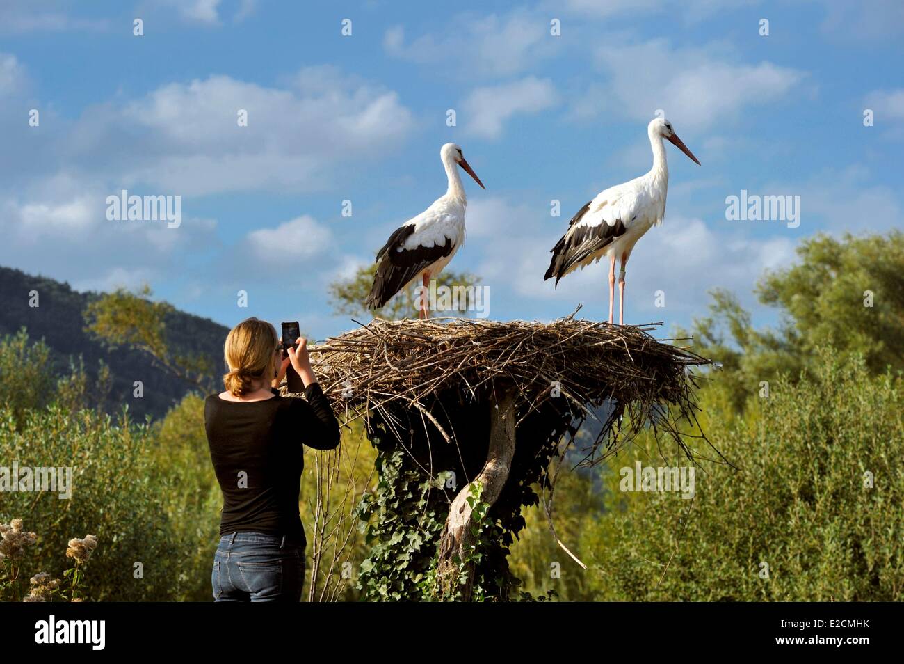 France Haut Rhin Hunawihr centre for reintroduction of storks in Alsace ...