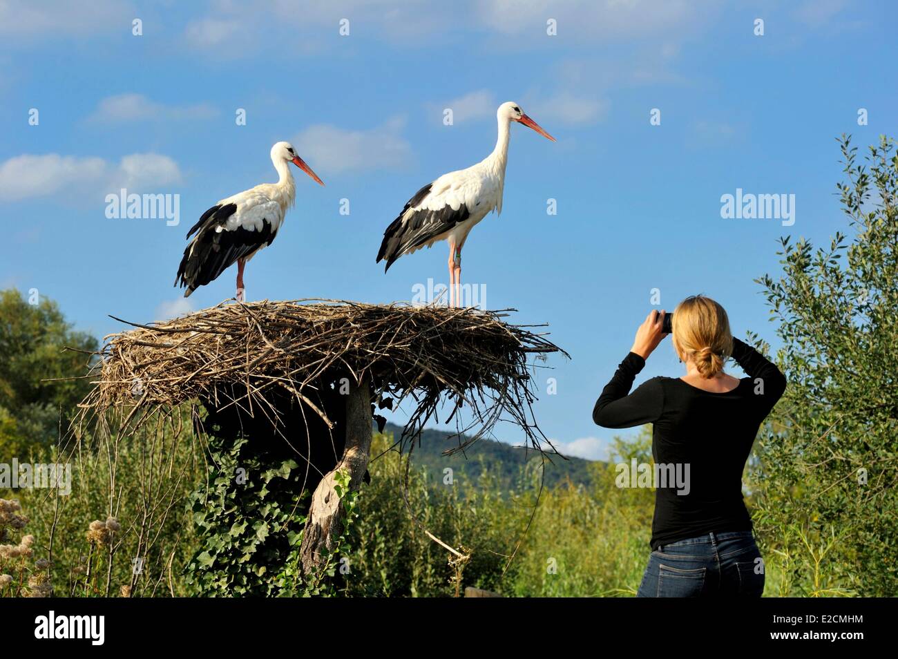 France Haut Rhin Hunawihr centre for reintroduction of storks in Alsace ...