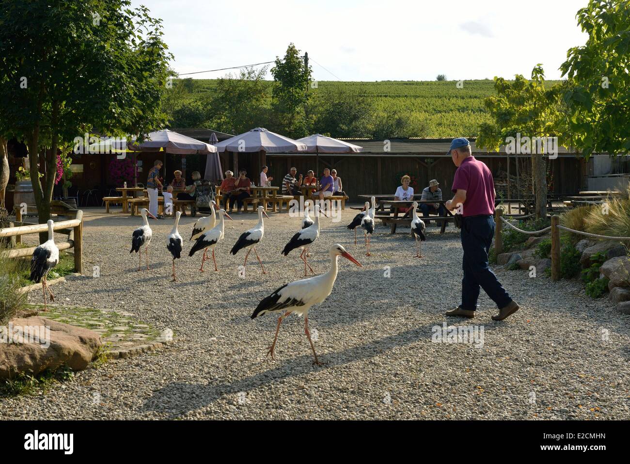 France Haut Rhin Hunawihr centre for reintroduction of storks in Alsace ...