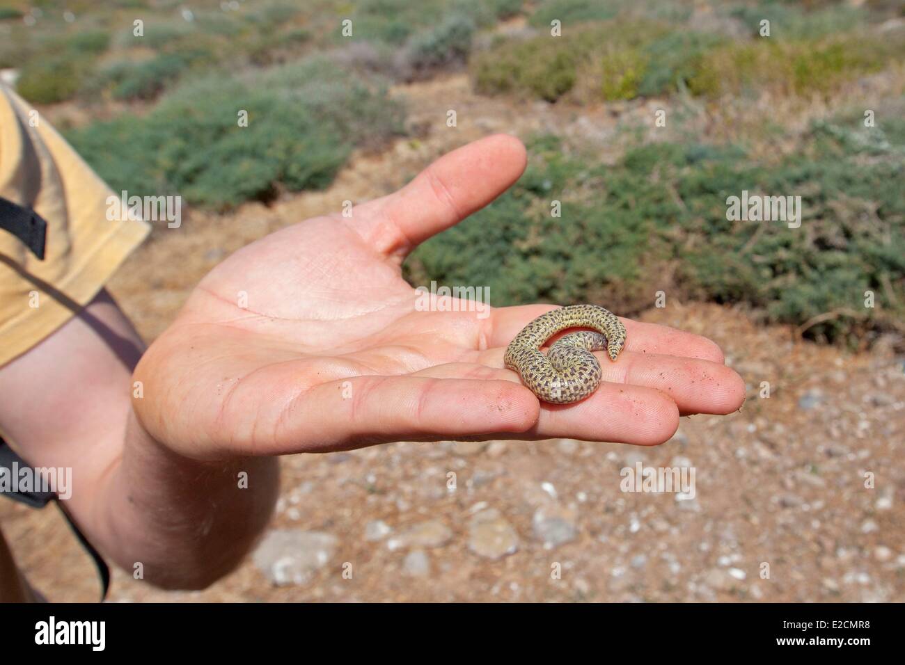 Algeria Habibas islands oviparous burrowing lizards (Trogonophis ...