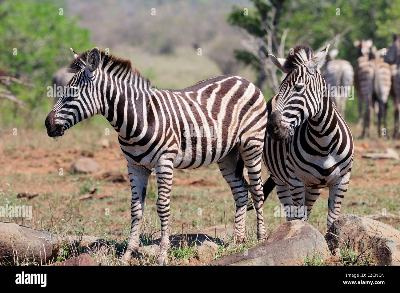 South Africa Mpumalanga region the South Kruger National Park zebras ...