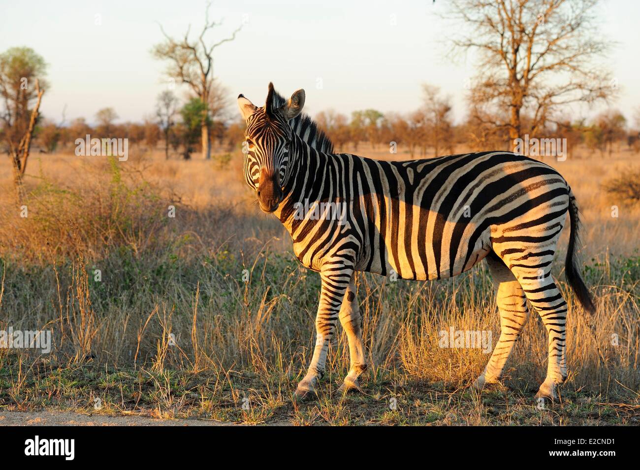 South Africa Mpumalanga region the South Kruger National Park zebras ...