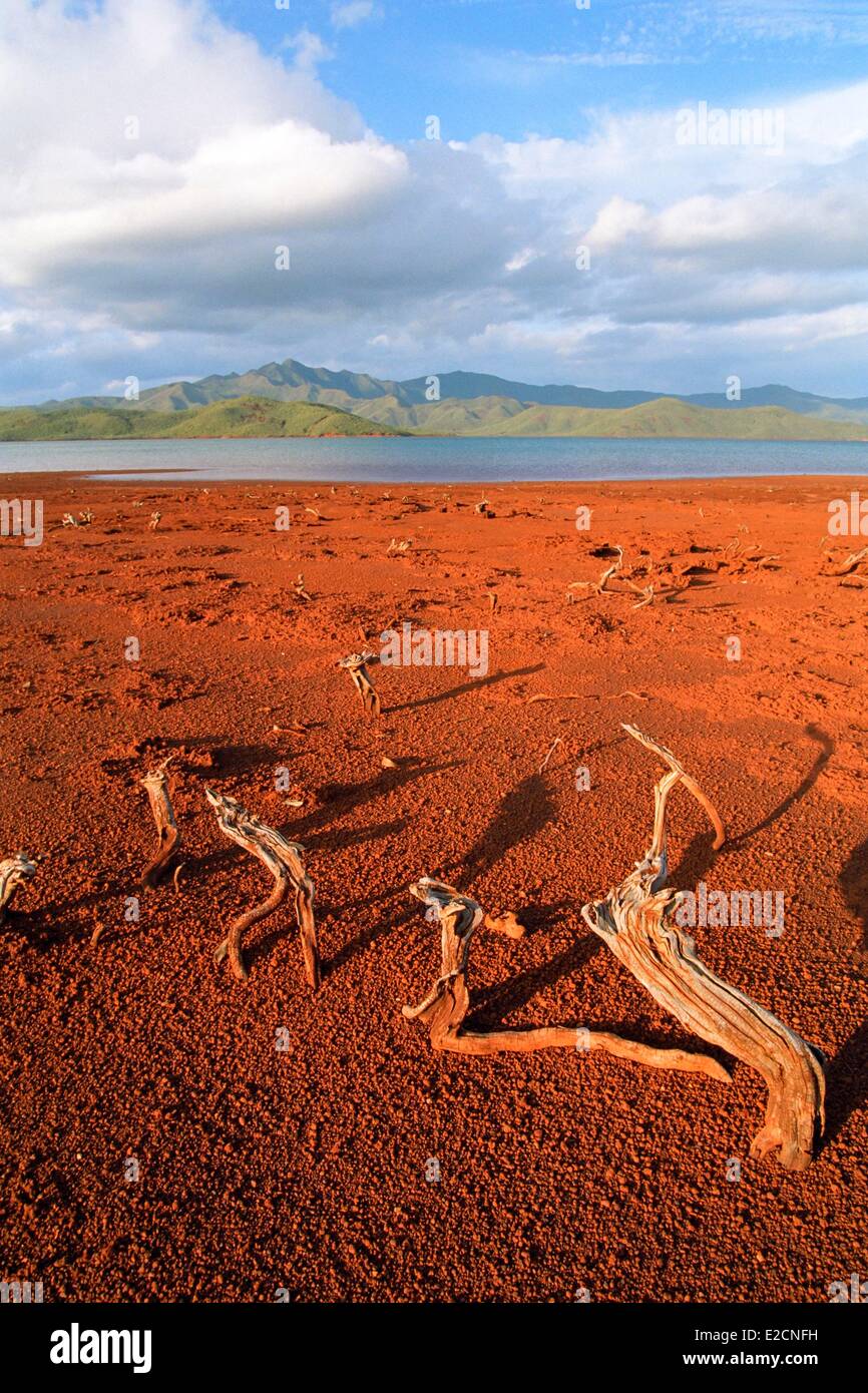 France New Caledonia Grande Terre Island Yate stumps of wood on the red ...