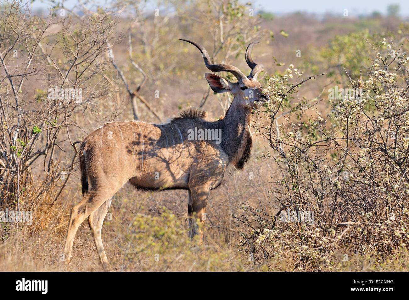 South Africa Mpumalanga region the South Kruger National Park greater ...