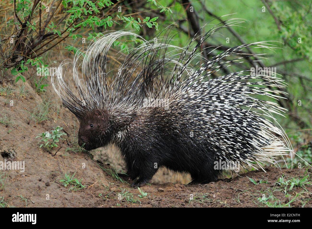 Porcupine africa hi-res stock photography and images - Alamy