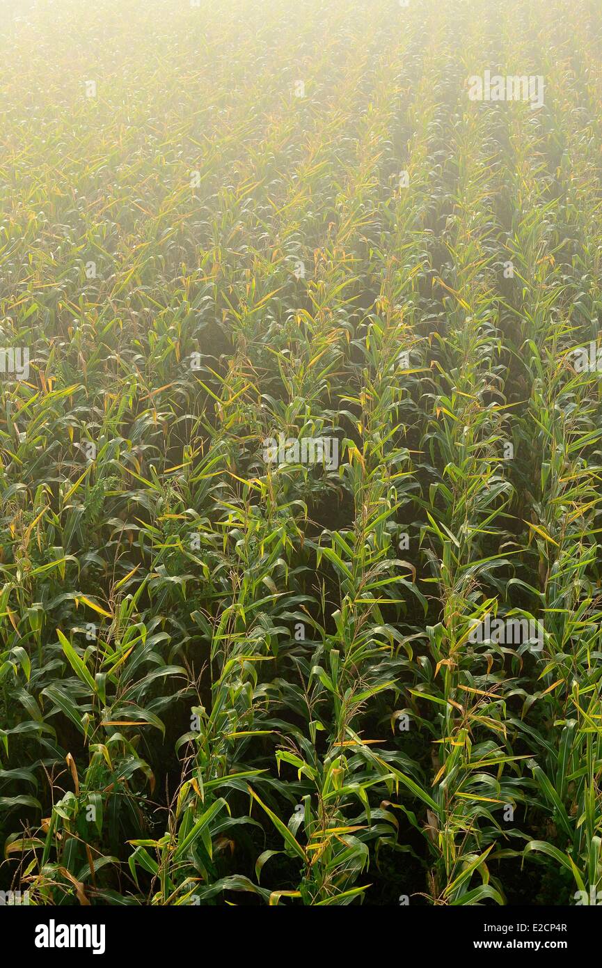 Is Corn Aerial