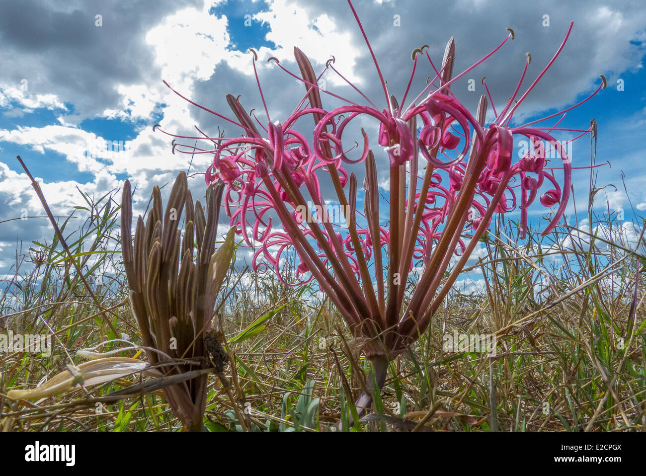 Flower kenya africa hi-res stock photography and images - Alamy