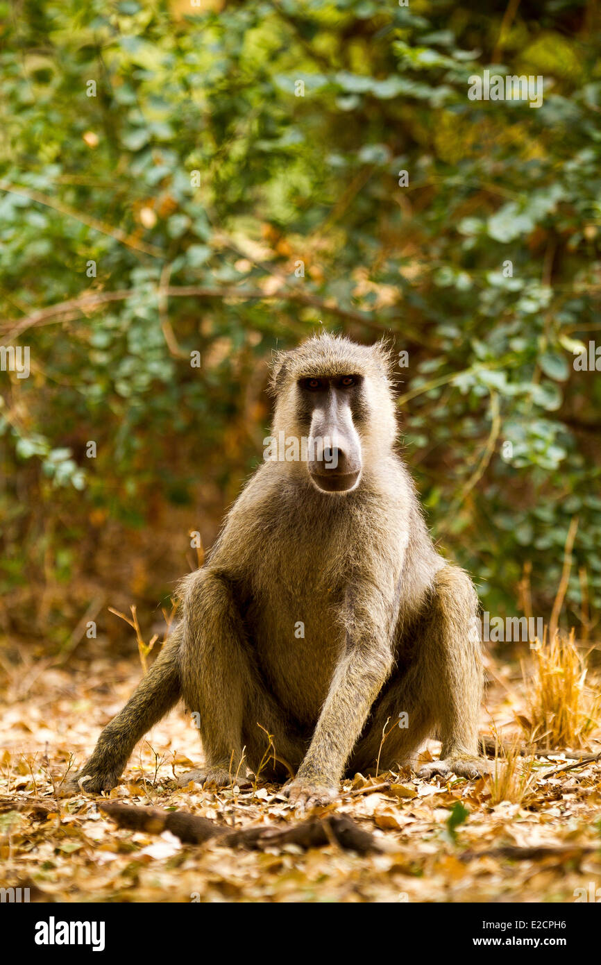 Kenya Tsavo east national park yellow baboon (Papio hamadryas ...