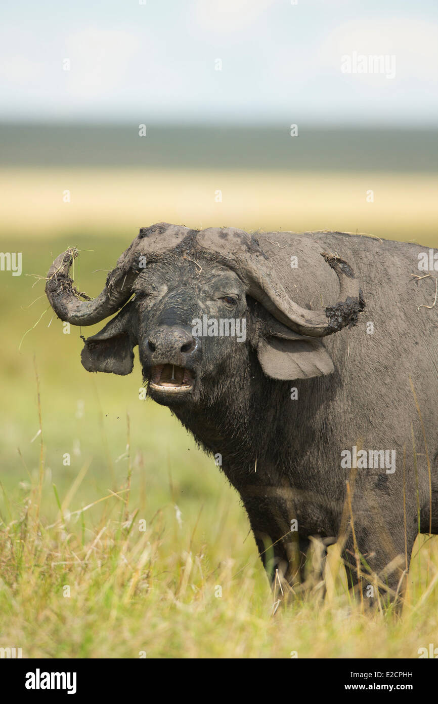 Male buffalo vertical hi-res stock photography and images - Alamy