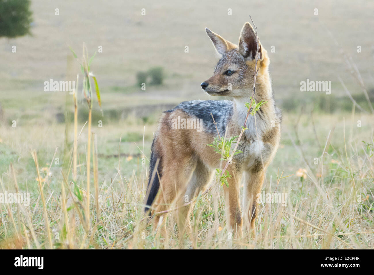 Eastern black backed jackal hi-res stock photography and images - Alamy