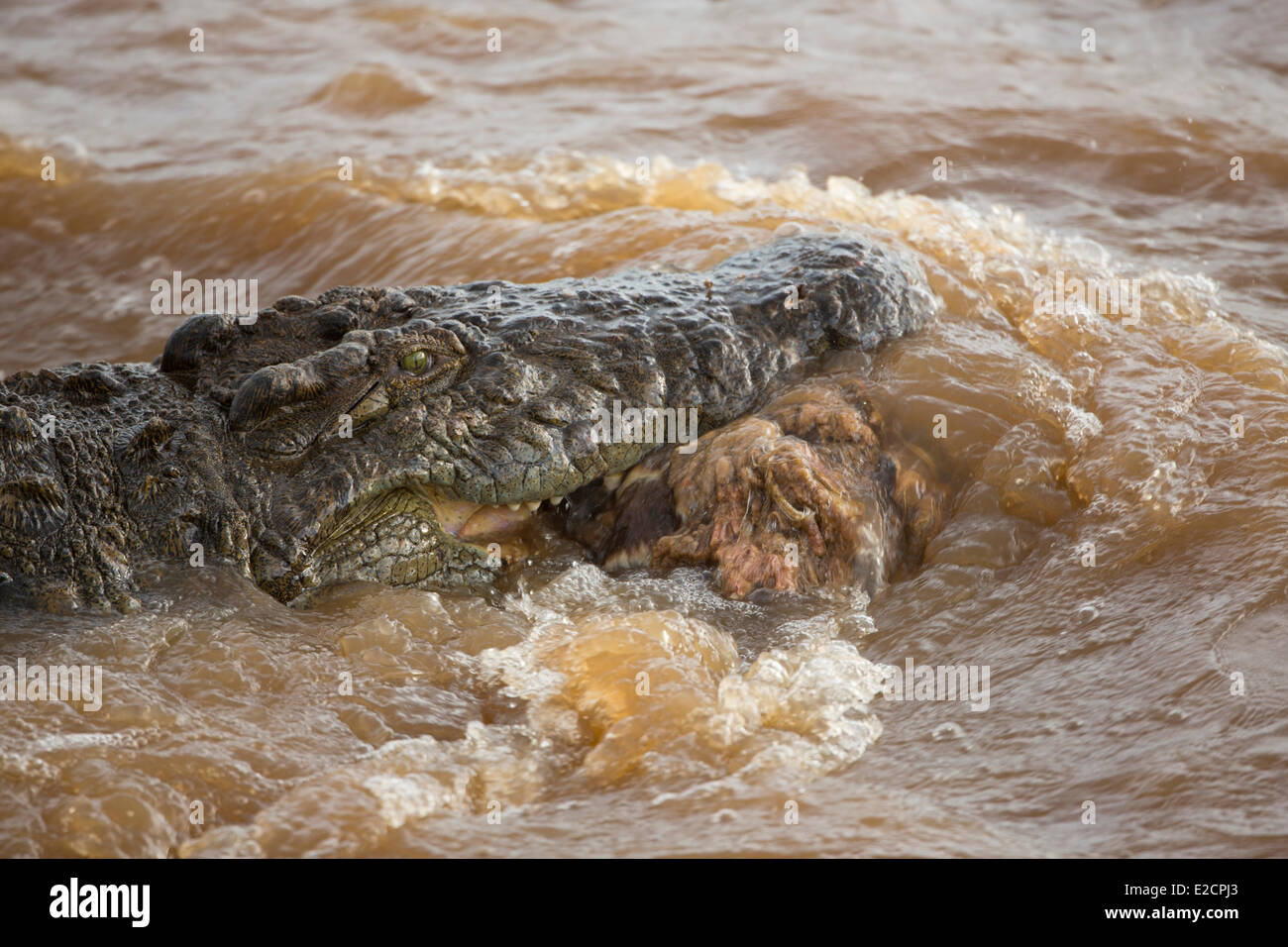 Crocodile eating hi-res stock photography and images - Alamy