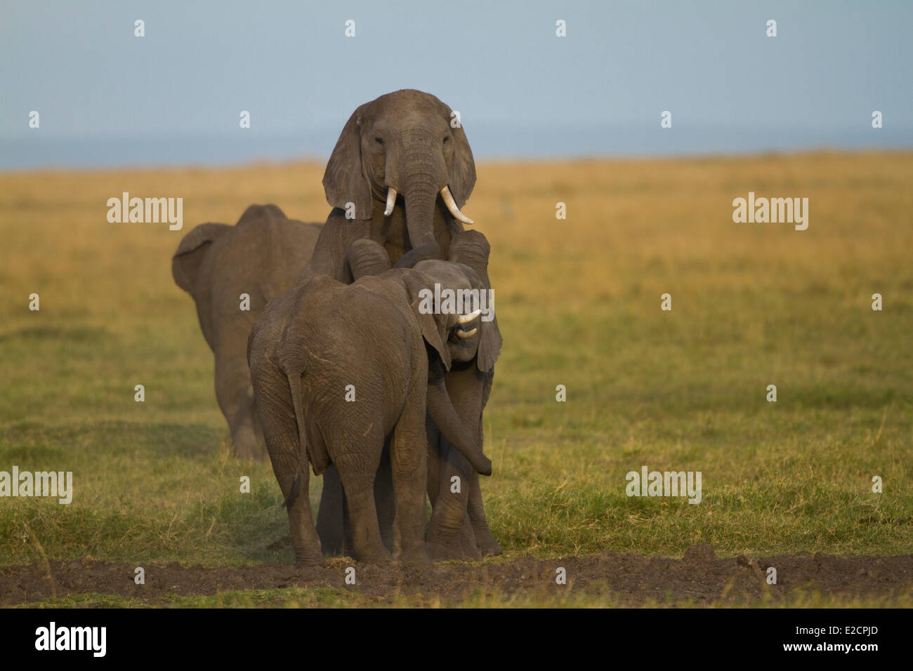 African elephant mating hi-res stock photography and images - Alamy