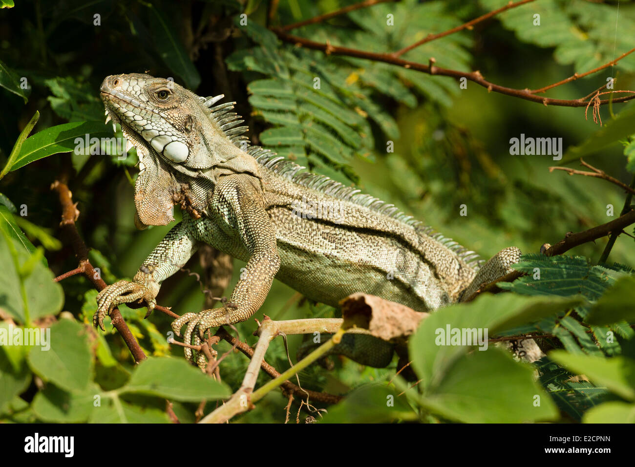 Brazil Mato Grosso Pantanal area listed as World Heritage by UNESCO ...