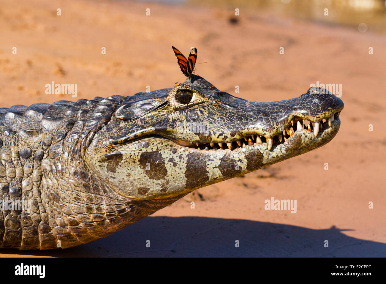 Brazil Mato Grosso Pantanal area listed as World Heritage by UNESCO ...