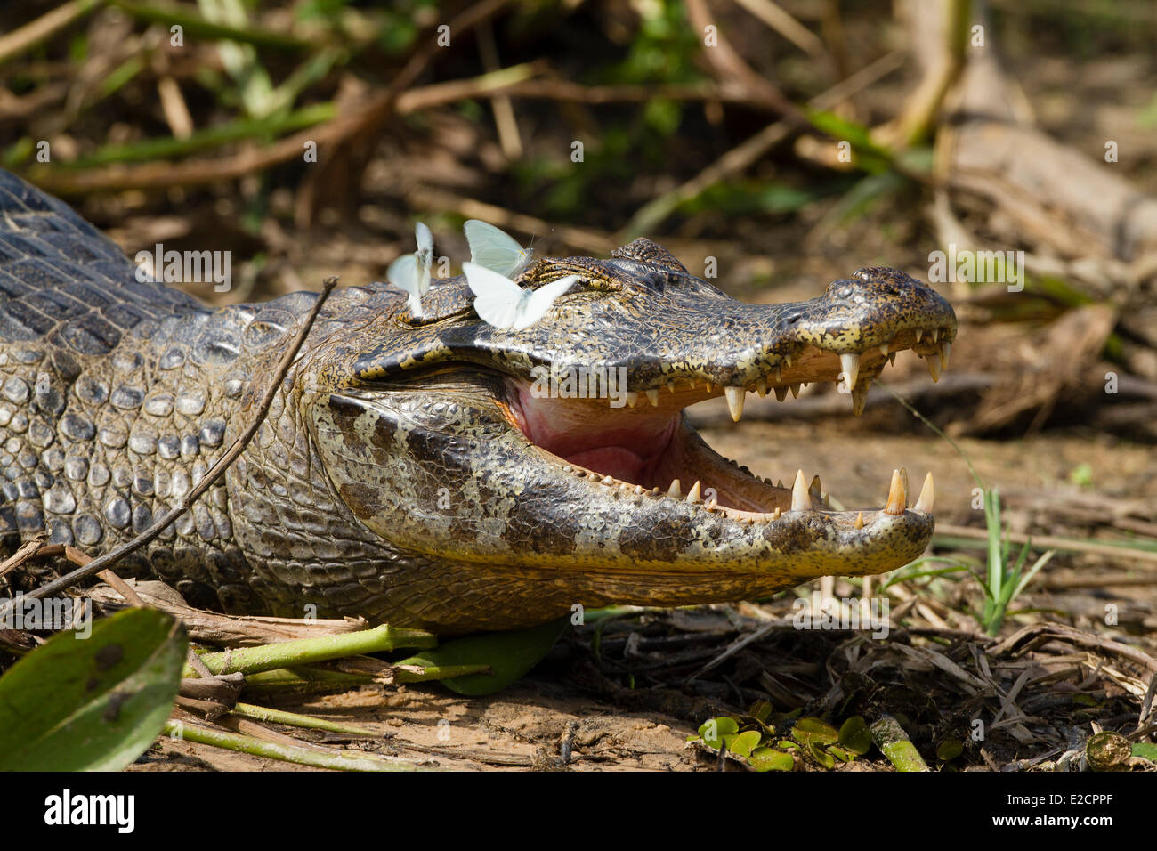 Brazil Mato Grosso Pantanal area listed as World Heritage by UNESCO ...