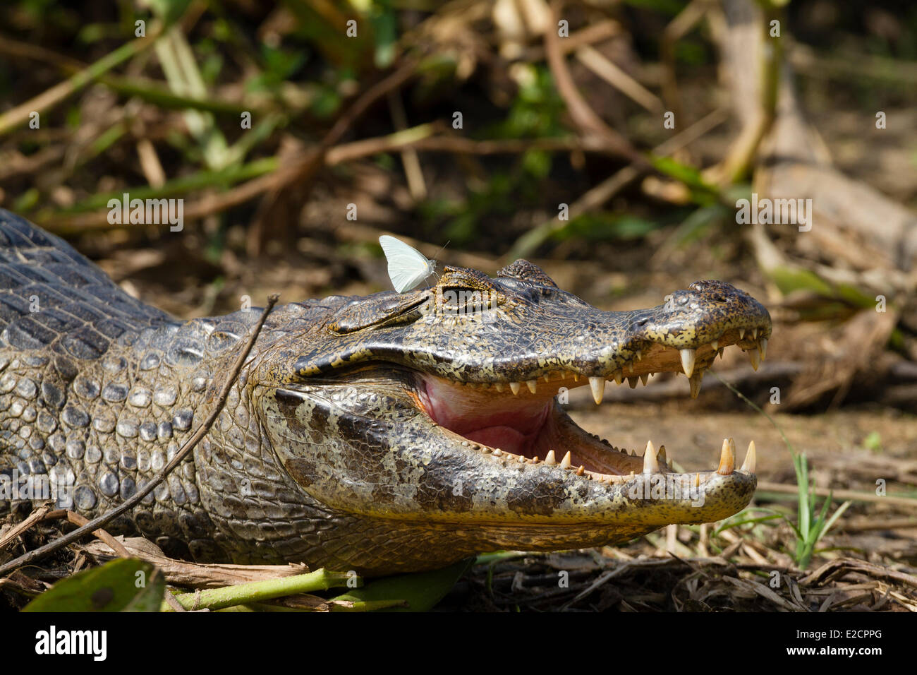 Brazil Mato Grosso Pantanal area listed as World Heritage by UNESCO ...