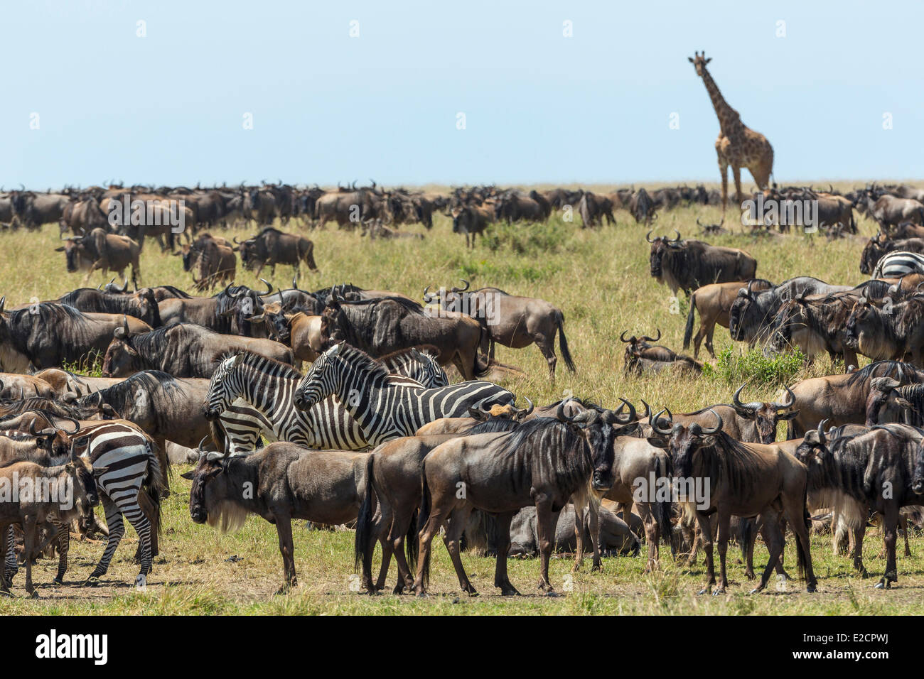 Wildebeest zebra giraffe migration hi-res stock photography and images ...