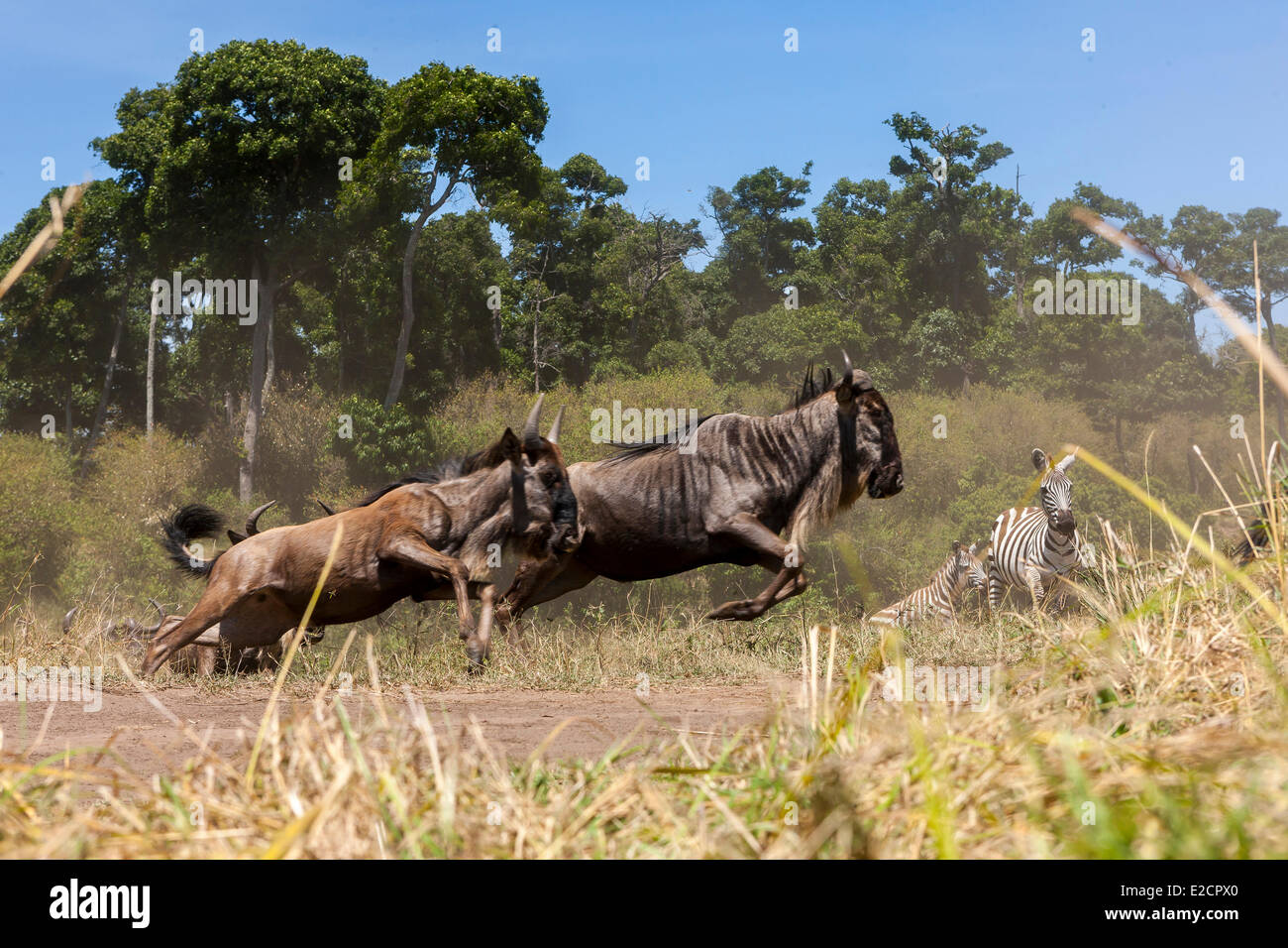 Kenya Masai Mara national reserve wildebeest (Connochaetes taurinus ...