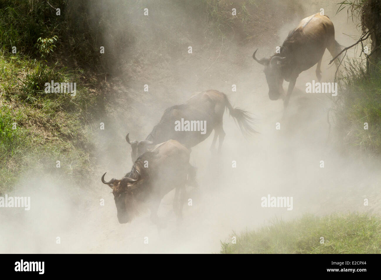 Kenya Masai Mara national reserve wildebeest (Connochaetes taurinus ...