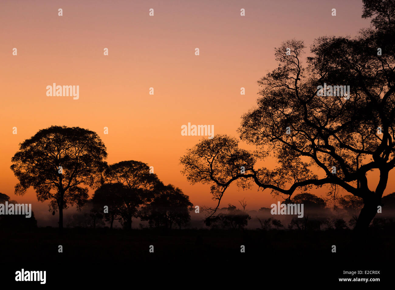 Brazil Mato Grosso Pantanal area listed as World Heritage by UNESCO ...