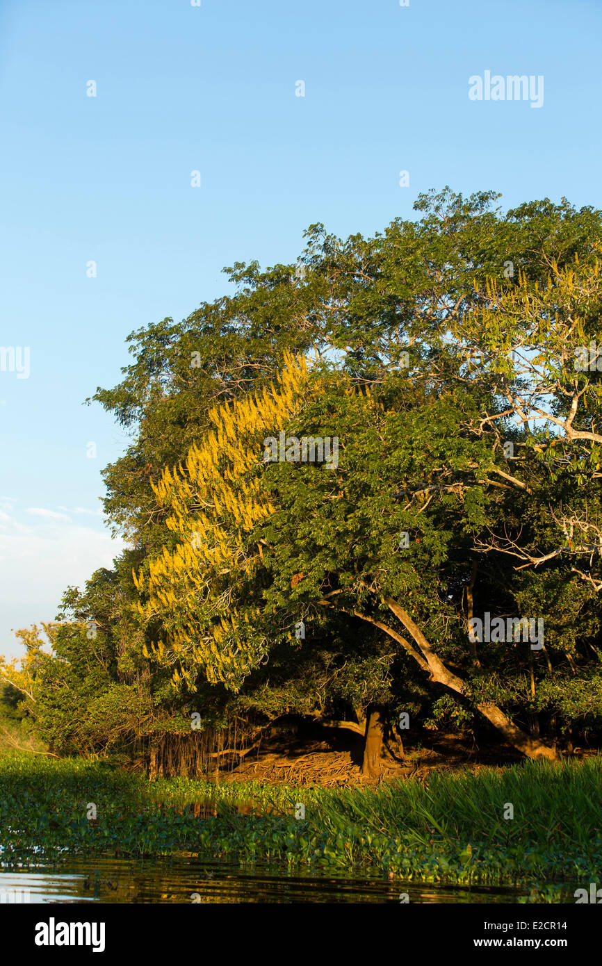 Brazil Mato Grosso Pantanal area listed as World Heritage by UNESCO ...