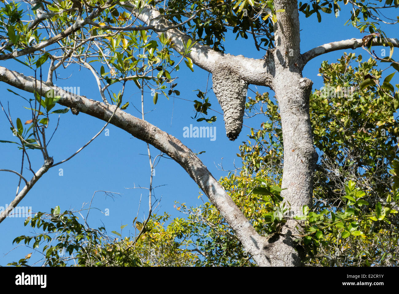 Brazil Mato Grosso Pantanal area listed as World Heritage by UNESCO ...