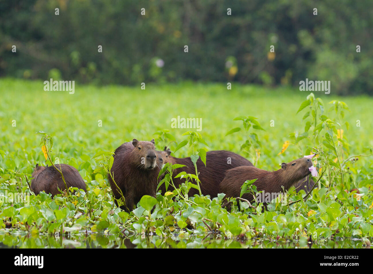 Brazil Mato Grosso Pantanal area listed as World Heritage by UNESCO ...