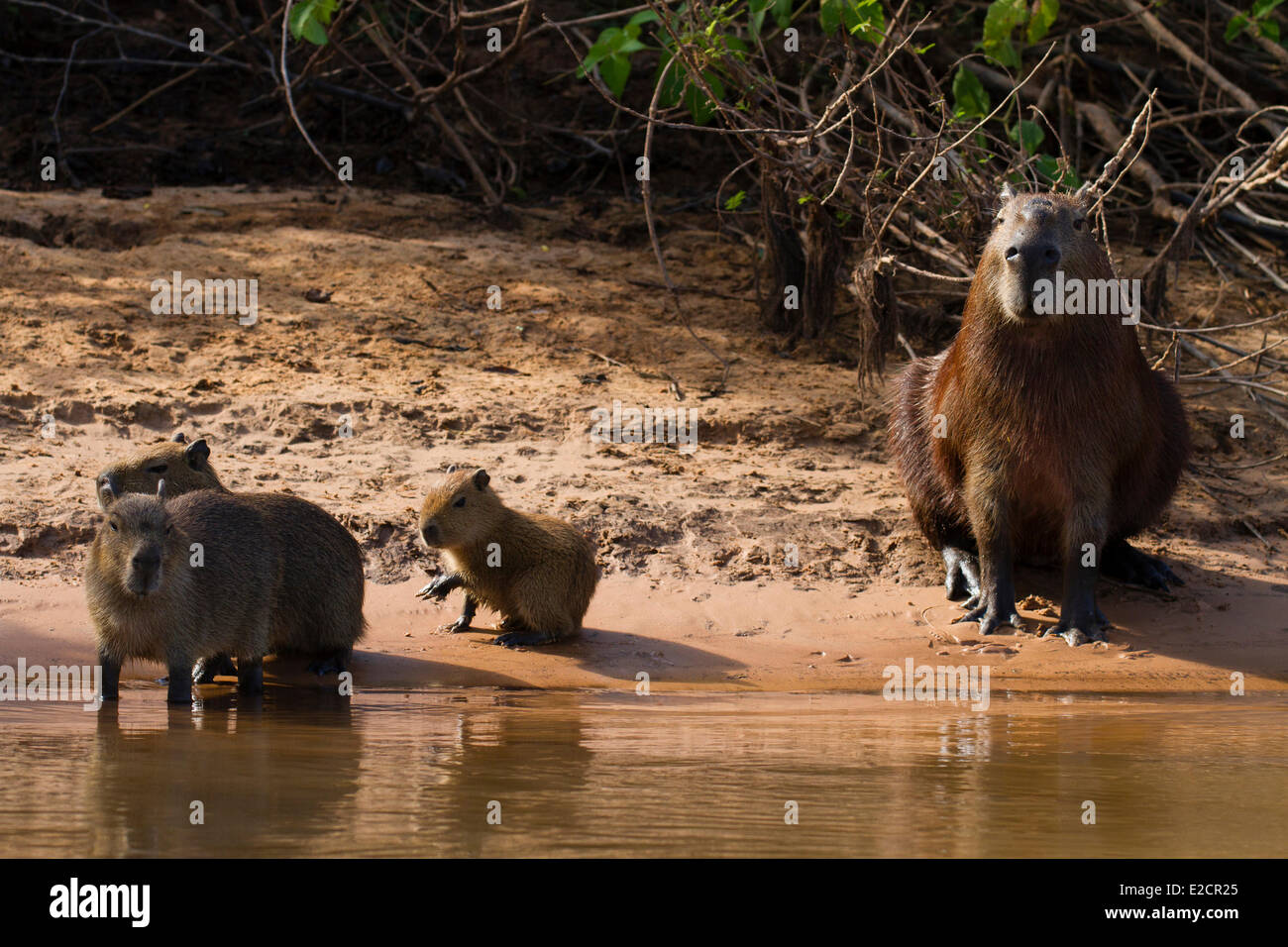 Brazil Mato Grosso Pantanal area listed as World Heritage by UNESCO ...