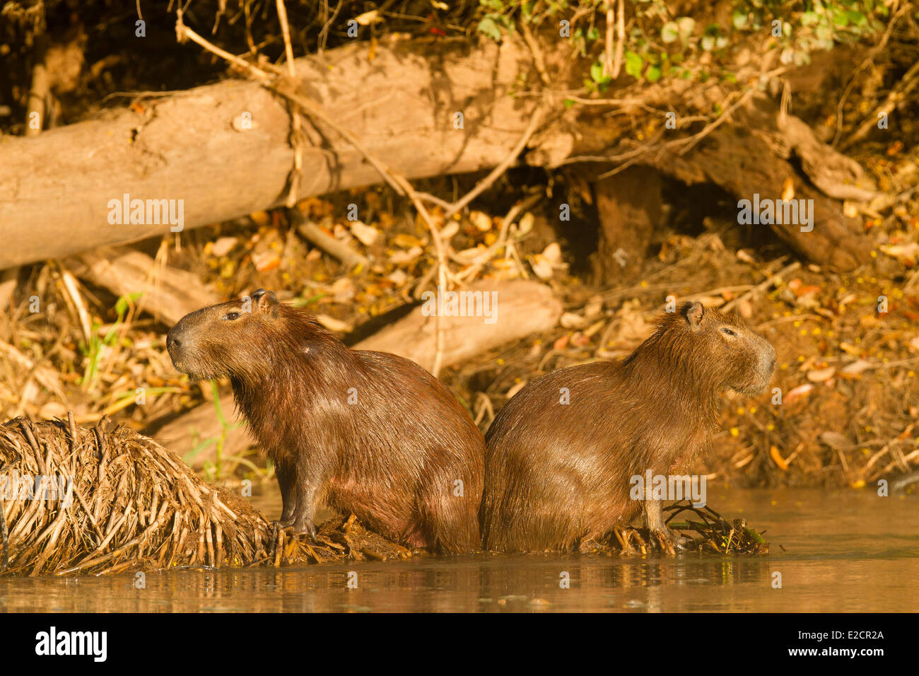 Brazil Mato Grosso Pantanal area listed as World Heritage by UNESCO ...