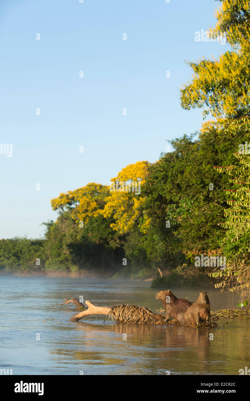 Brazil Mato Grosso Pantanal area listed as World Heritage by UNESCO ...