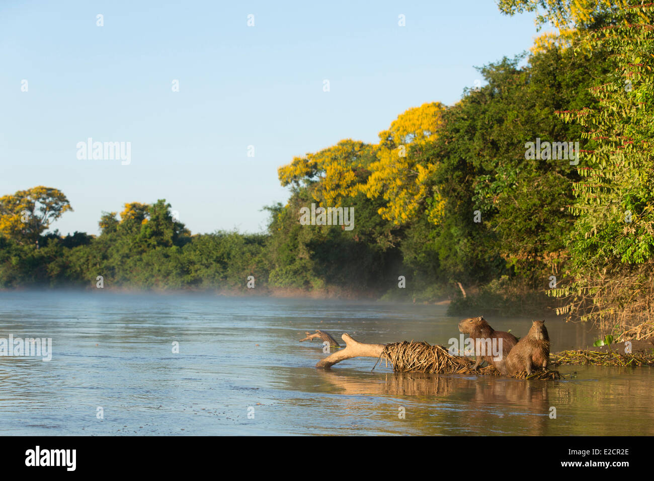 Brazil Mato Grosso Pantanal area listed as World Heritage by UNESCO ...