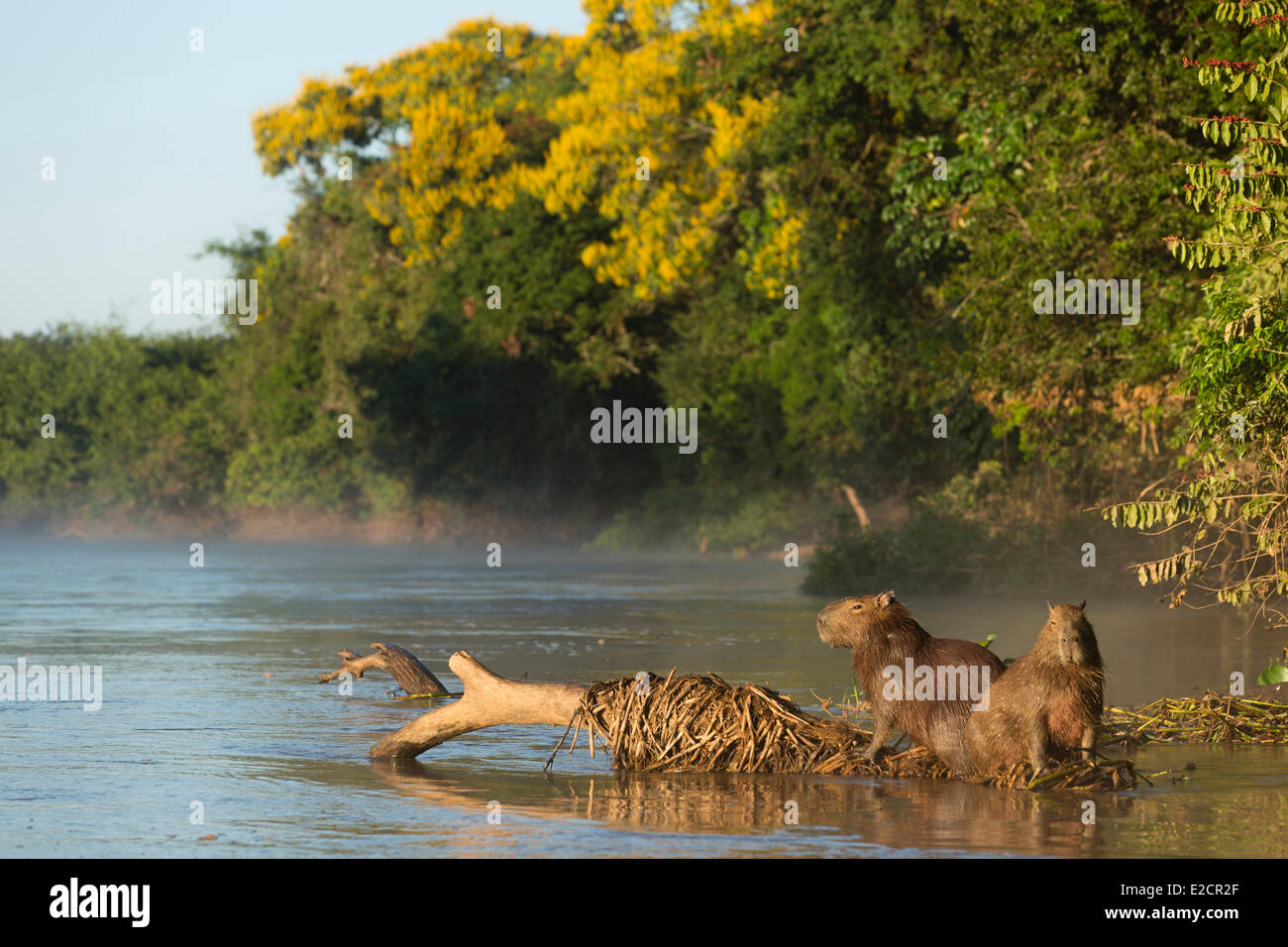 Brazil Mato Grosso Pantanal area listed as World Heritage by UNESCO ...