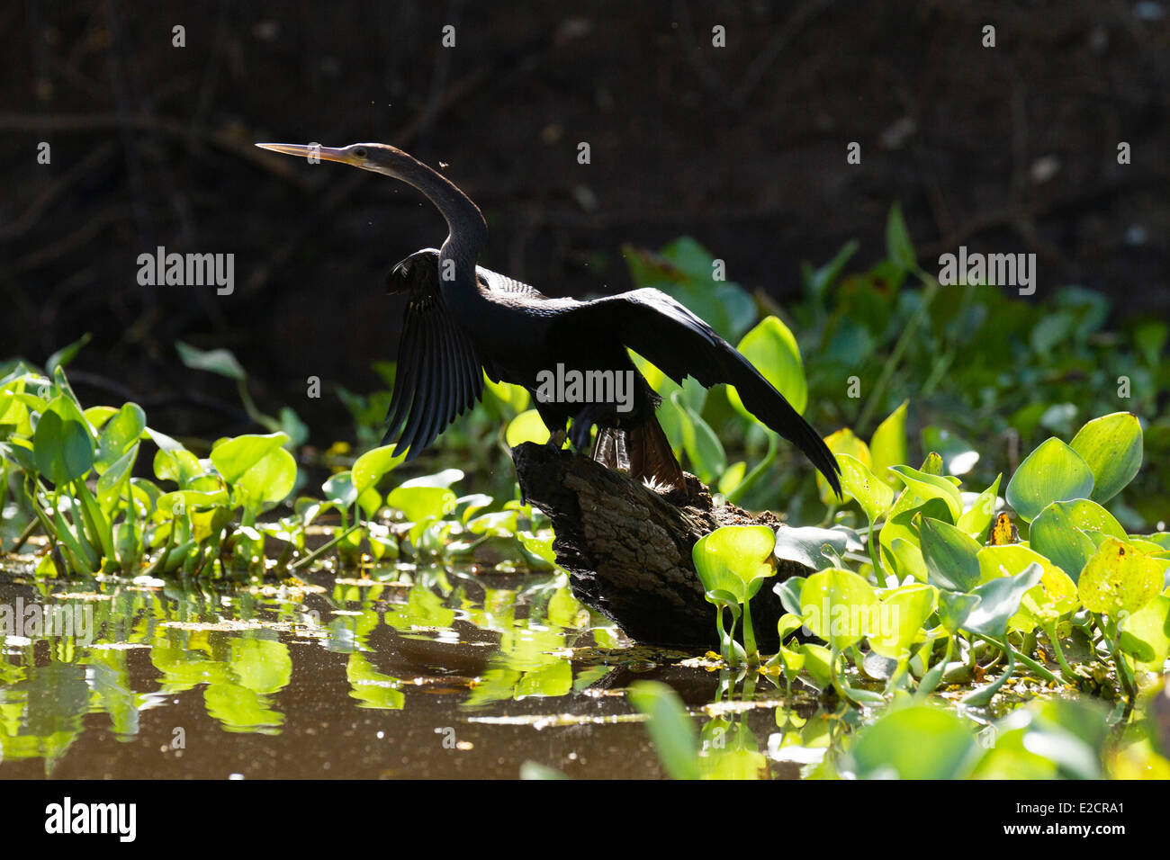 Brazil Mato Grosso Pantanal area listed as World Heritage by UNESCO ...