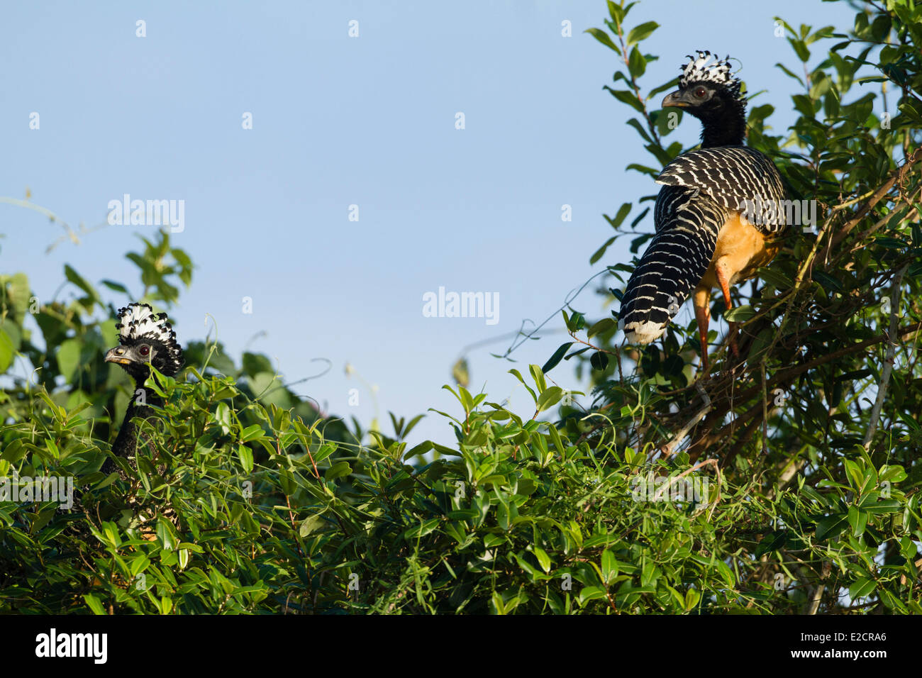 Brazil Mato Grosso Pantanal area listed as World Heritage by UNESCO ...