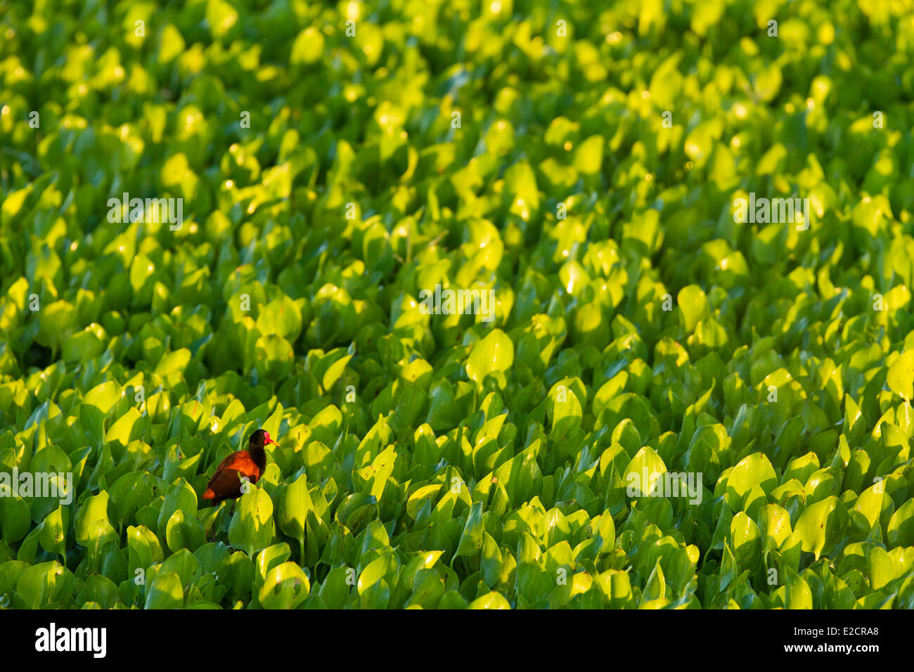 Brazil Mato Grosso Pantanal area listed as World Heritage by UNESCO ...