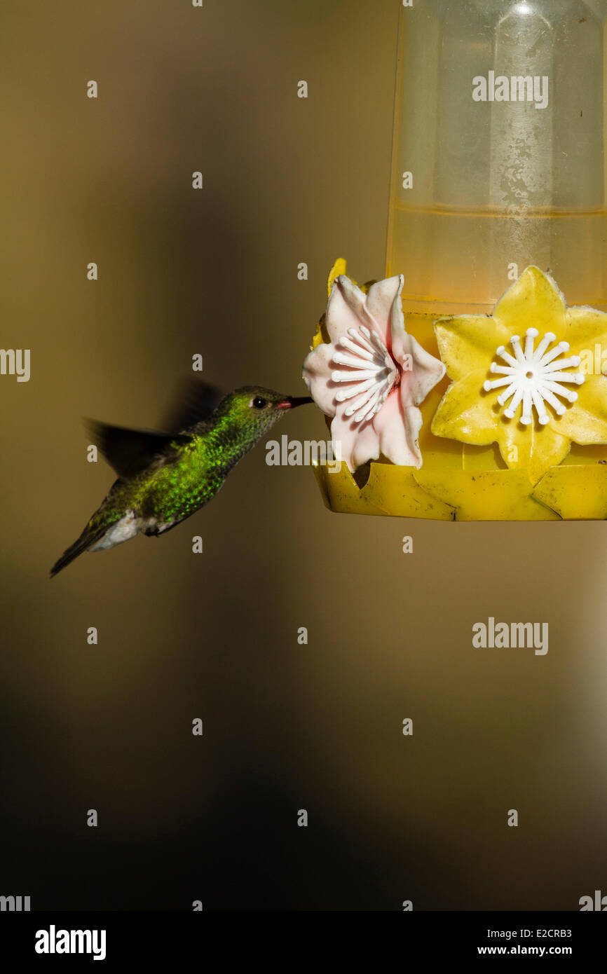 Colibri sp hi-res stock photography and images - Alamy