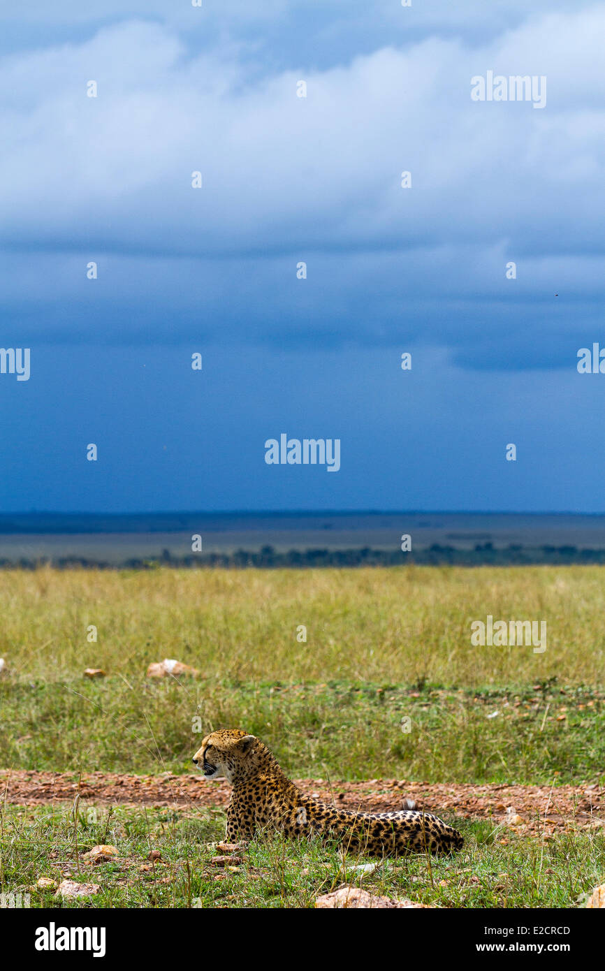 Kenya Masai Mara national reserve Cheetah (Acinonyx jubatus) storm ...