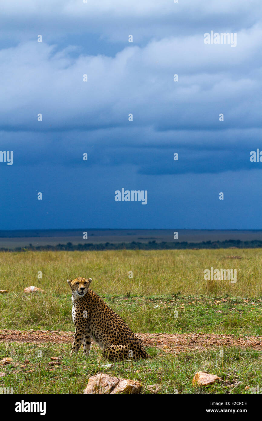 Kenya Masai Mara national reserve Cheetah (Acinonyx jubatus) storm ...