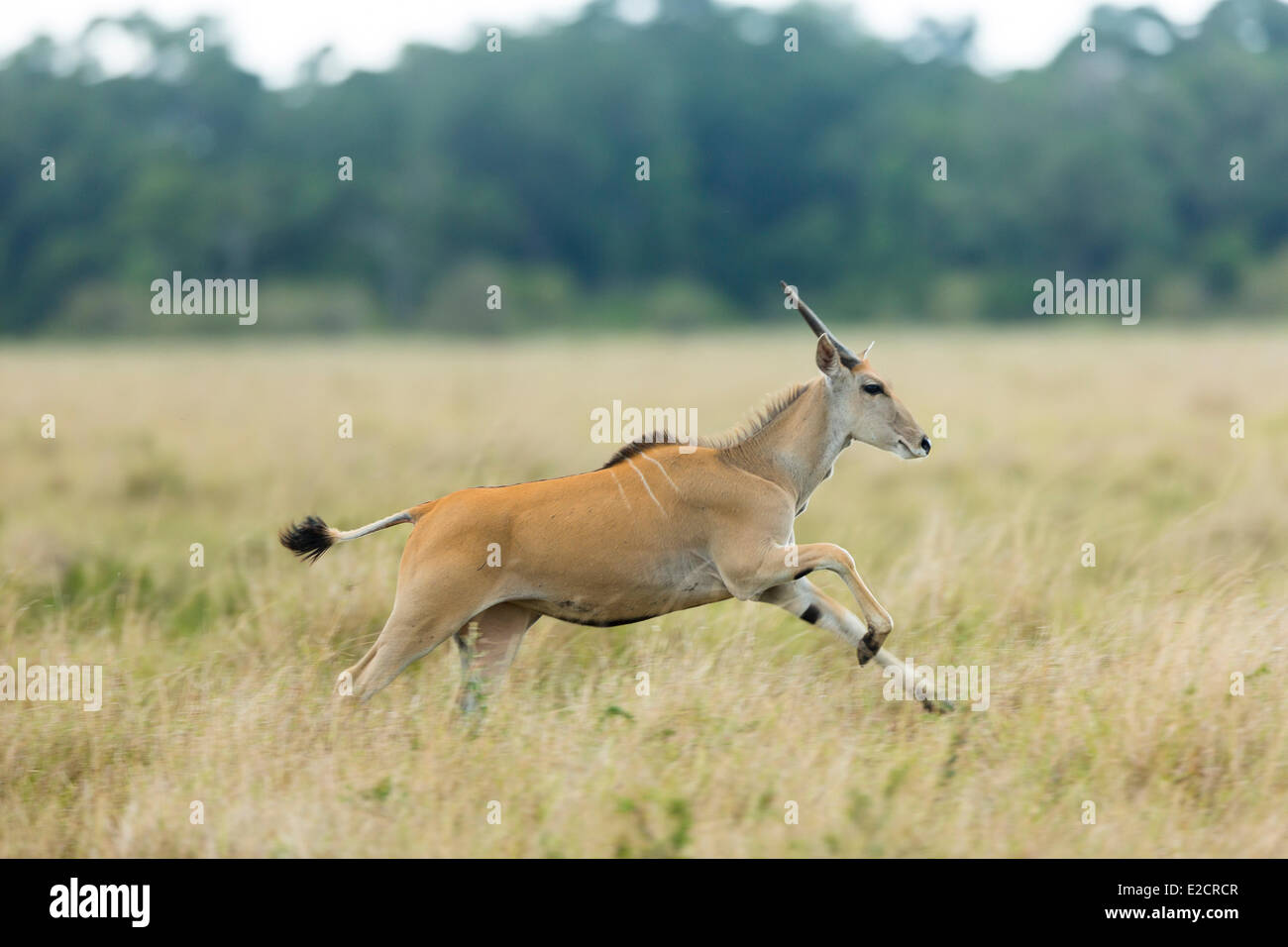 Elan mammal wildlife animal hi-res stock photography and images - Alamy