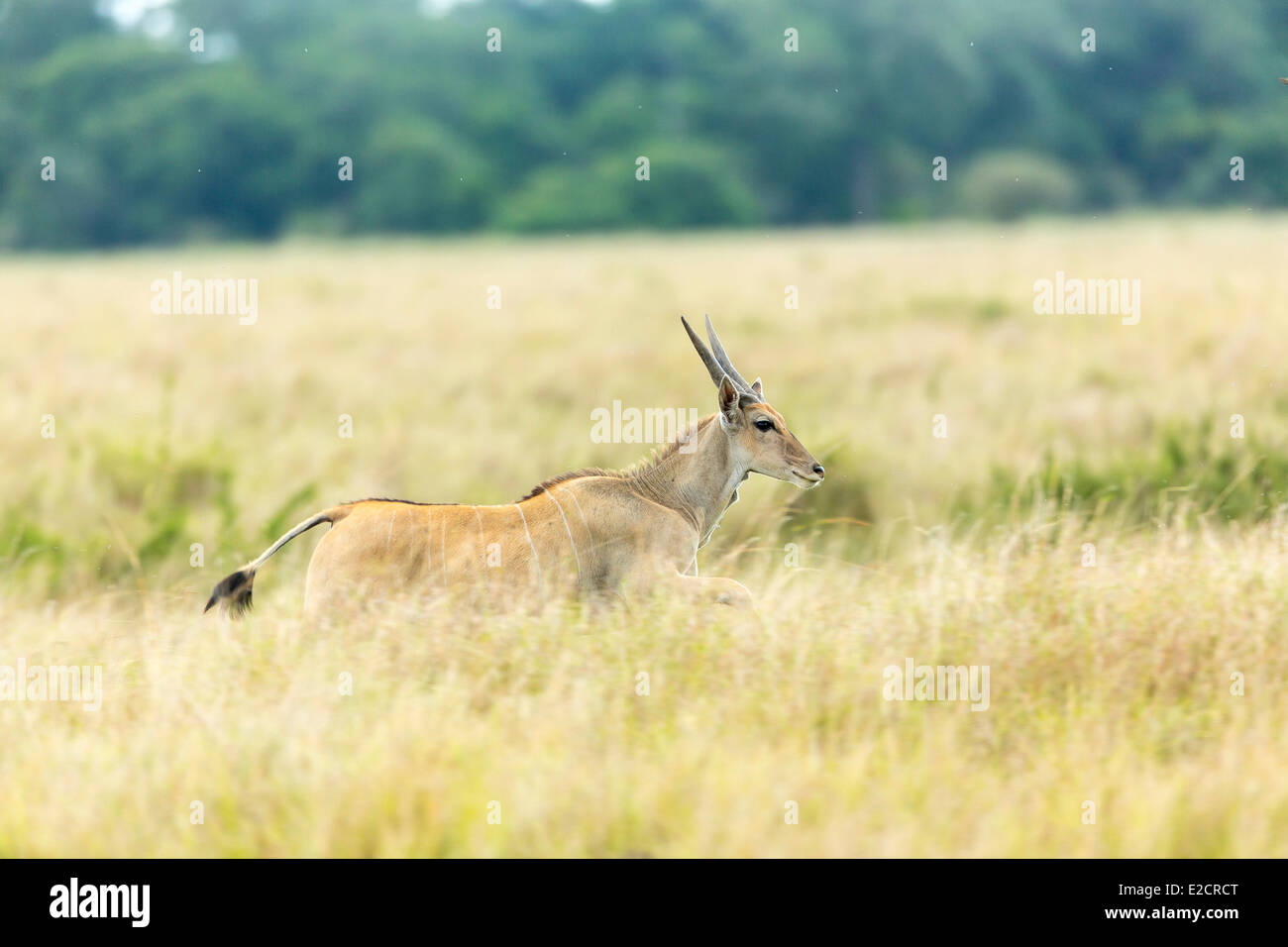 Elan mammal wildlife animal hi-res stock photography and images - Alamy