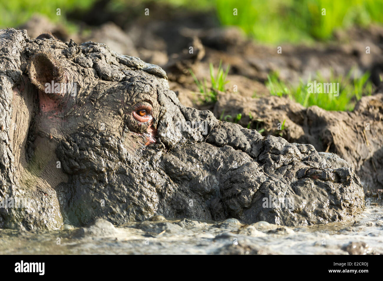 Kenya Masai Mara national reserve Hippopotamus (Hippopotamus amphibius ...