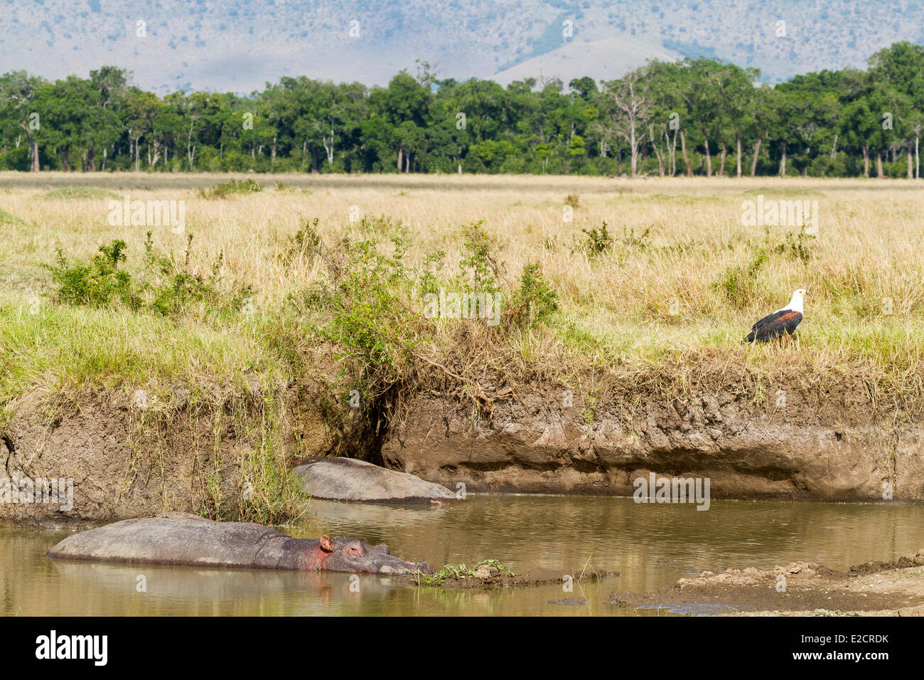 Kenya Masai Mara national reserve Hippopotamus (Hippopotamus amphibius ...