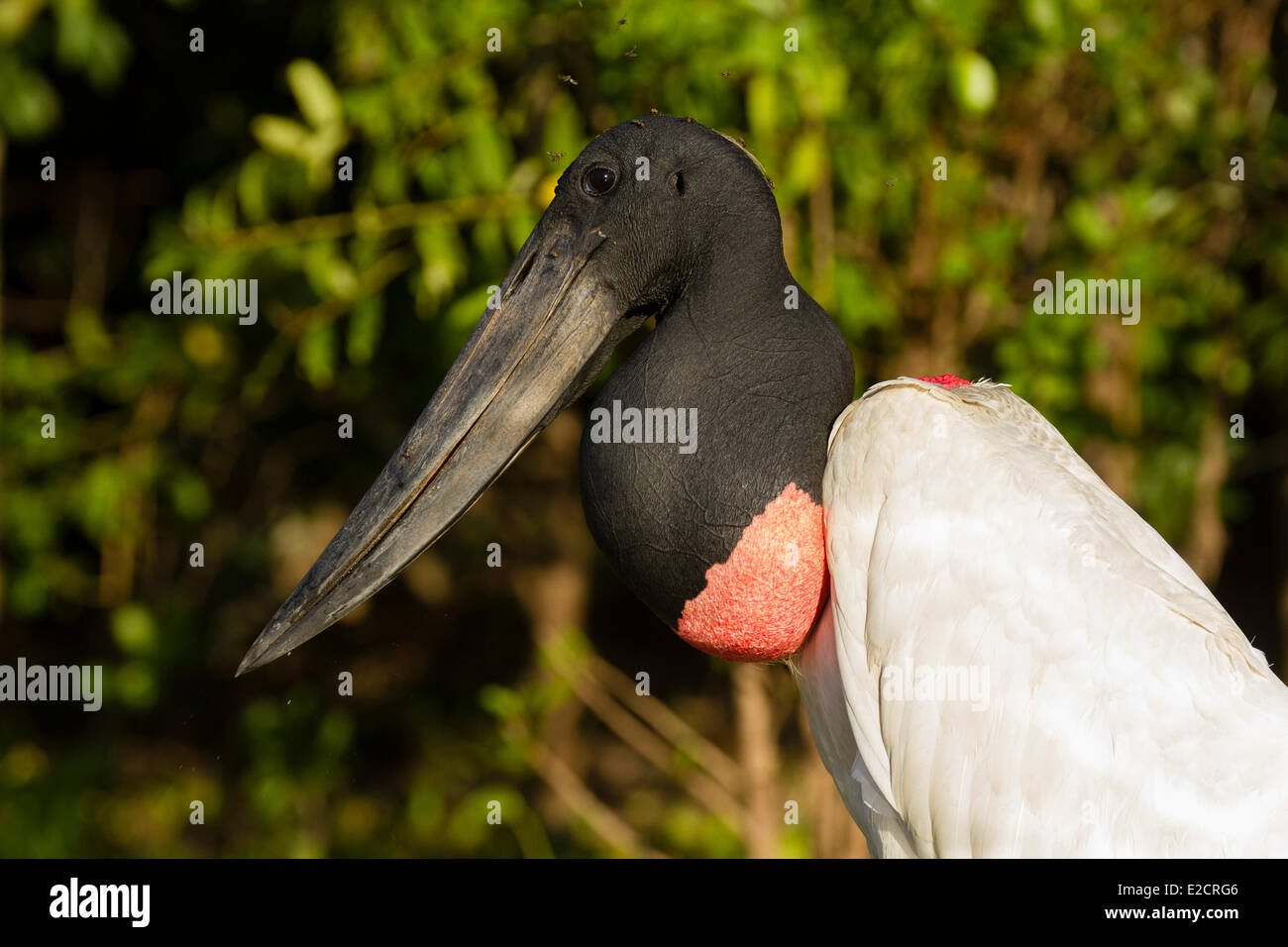 Brazil Mato Grosso Pantanal area listed as World Heritage by UNESCO ...
