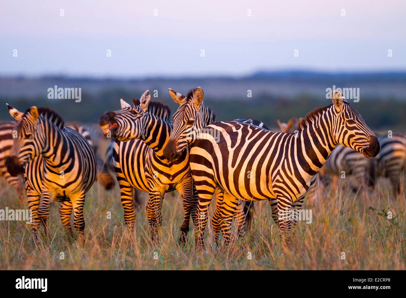 Kenya Masai Mara national reserve Grant's zebra (Equus burchelli granti ...