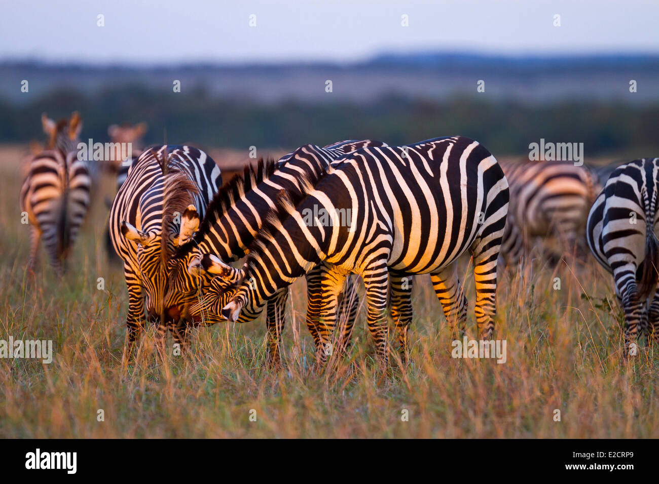 Kenya Masai Mara national reserve Grant's zebra (Equus burchelli granti ...