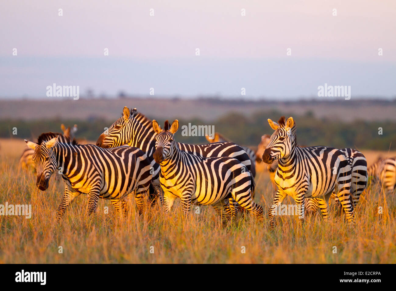 Kenya Masai Mara national reserve Grant's zebra (Equus burchelli granti ...