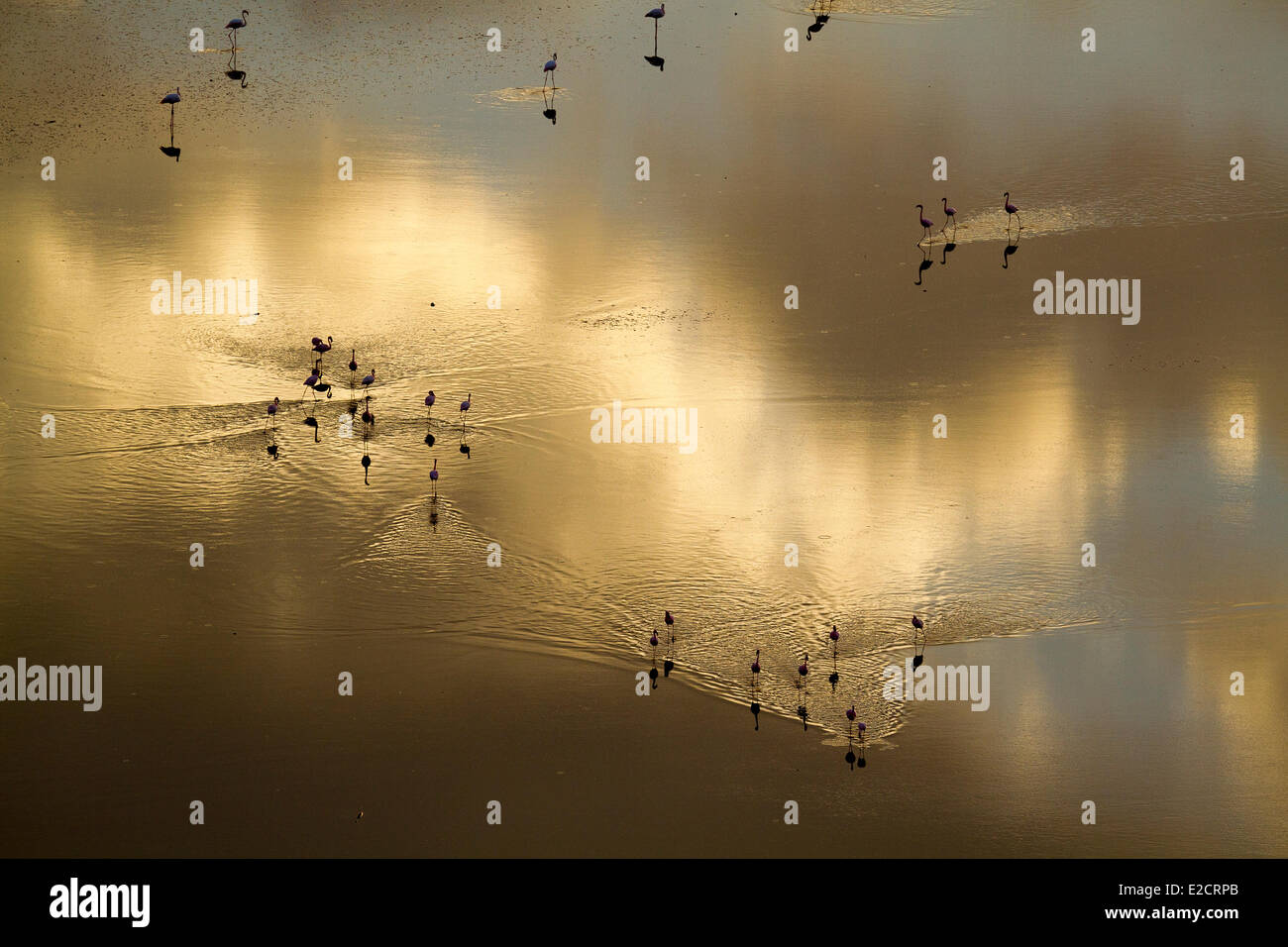 Kenya Magadi lake flamant nain lesser flamingo (Phoeniconaias minor ...