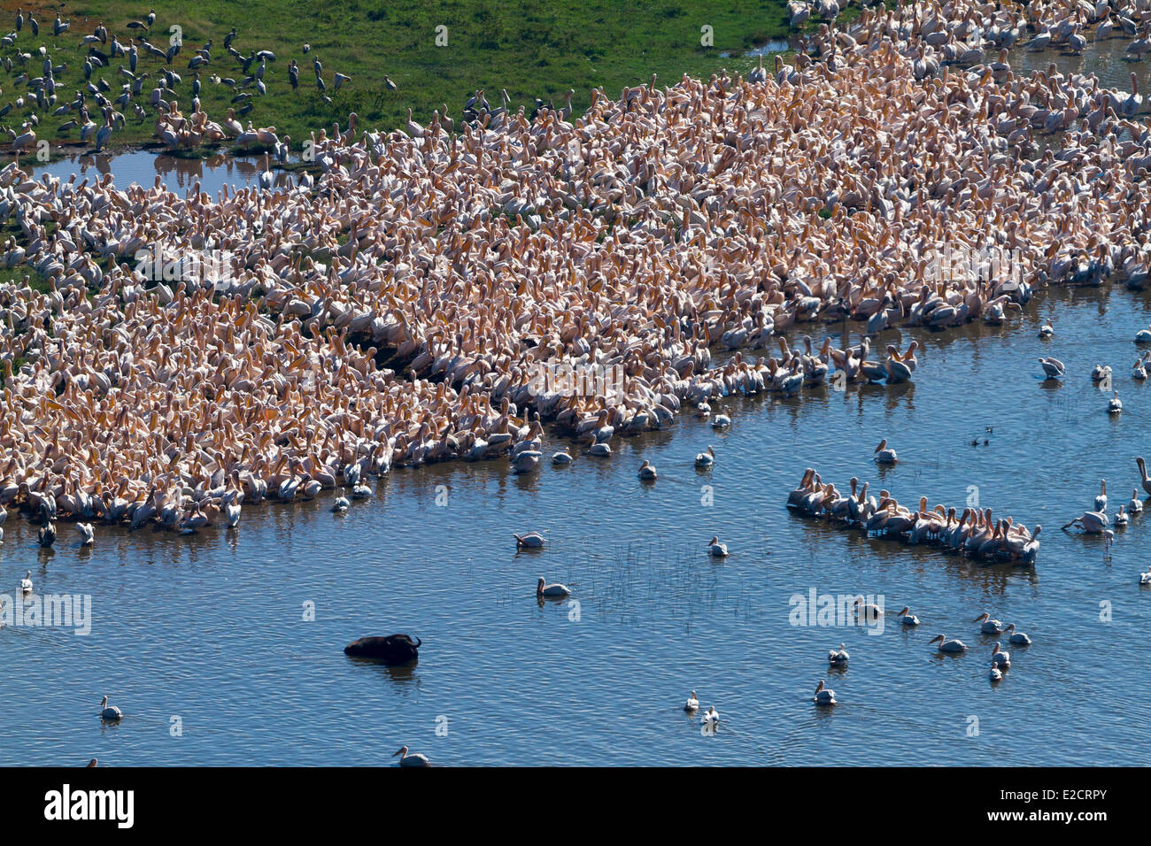 Kenya Nakuru national park white pelican (Pelecanus onocrotalus) aerial ...